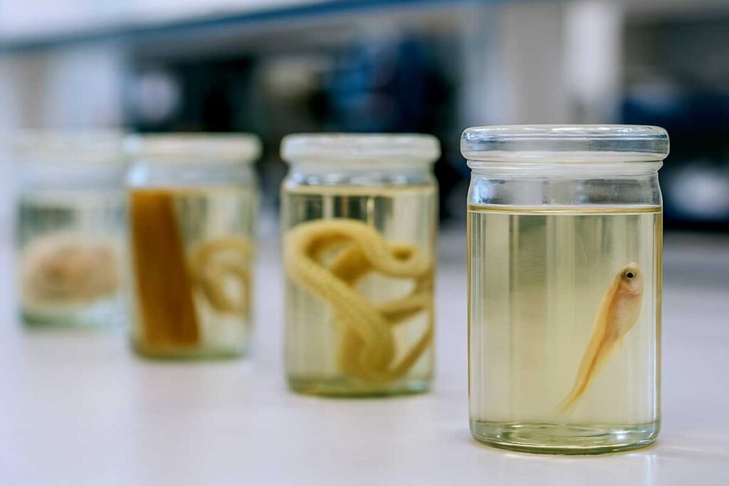 Formol Grado Industrial en México | Venta Formaldehído de Alta Pureza